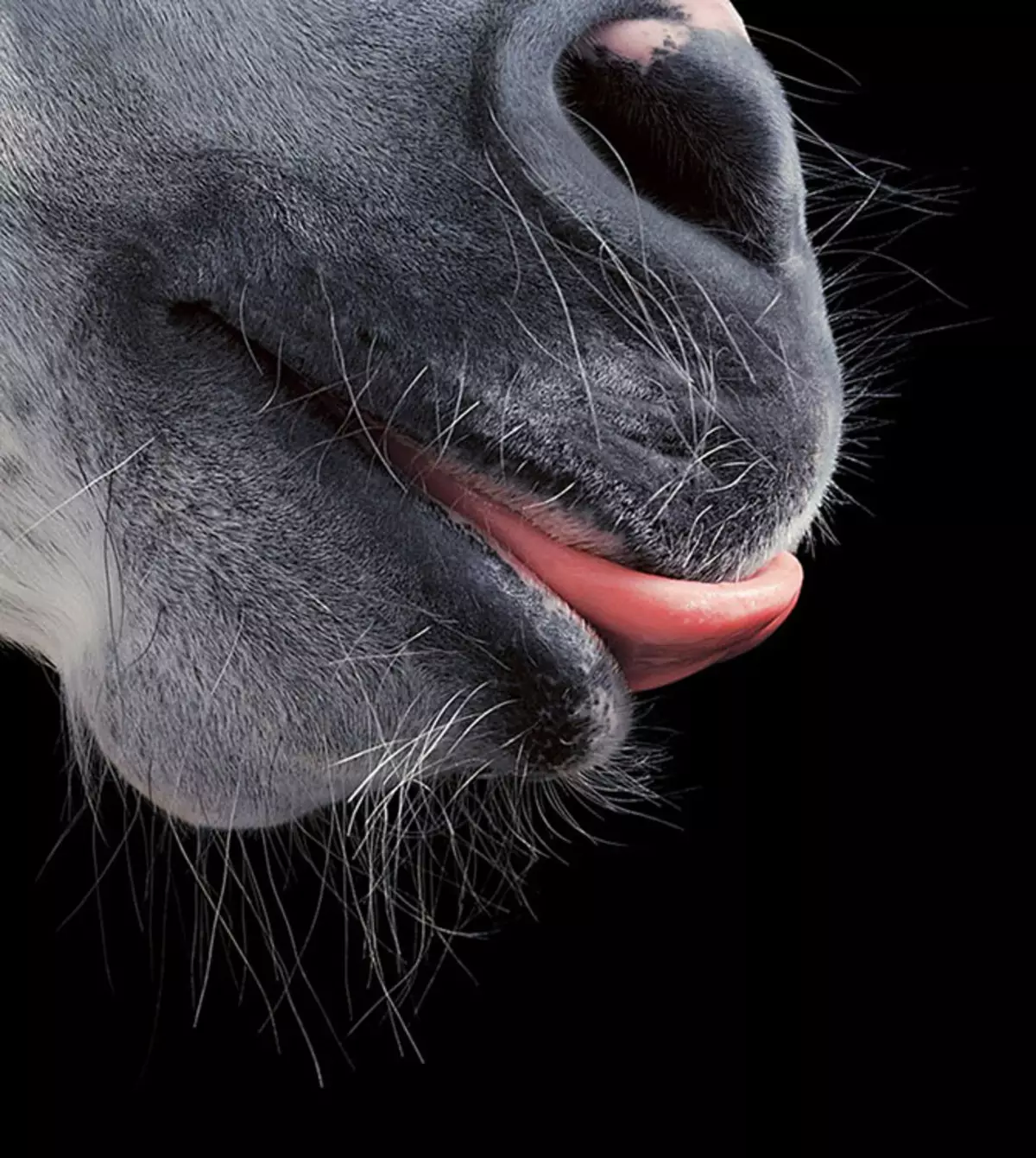 Mga larawan ng obra maestra ng mga hayop mula sa Tim Flach (Tim Flach) 12244_11