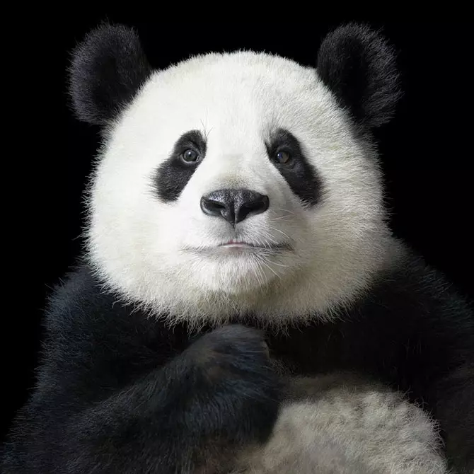 Шедевральні фотопортрети тварин від Тіма Флака (Tim Flach) 12244_12