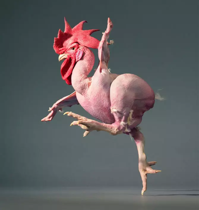 Fotografitë e kafshëve të kafshëve nga Tim Flach (Tim Flach) 12244_13