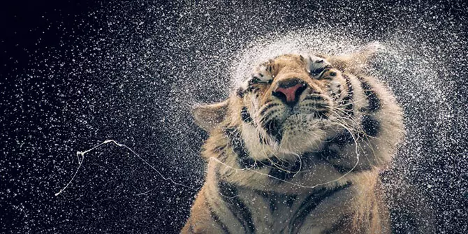 Fotografitë e kafshëve të kafshëve nga Tim Flach (Tim Flach) 12244_14