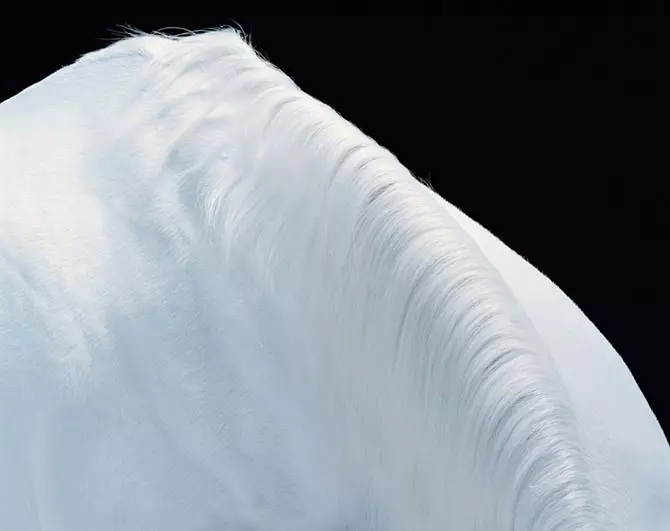 Fotografitë e kafshëve të kafshëve nga Tim Flach (Tim Flach) 12244_16