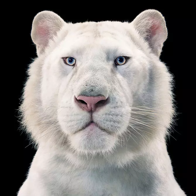 Fotografitë e kafshëve të kafshëve nga Tim Flach (Tim Flach) 12244_2