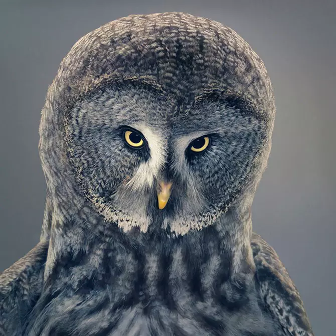 Шедевральні фотопортрети тварин від Тіма Флака (Tim Flach) 12244_4