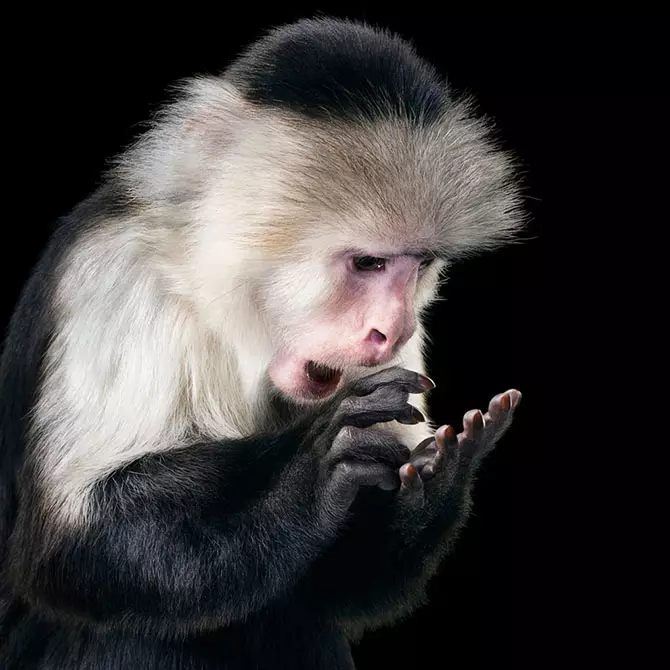 Tim Flach-en animalien argazkiak (Tim Flach) 12244_5