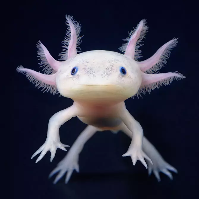 Meistaraverk ljósmyndir af dýrum frá Tim Flach (Tim Flach) 12244_7