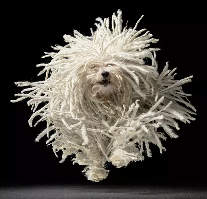 Photographies chefs-d'œuvre d'animaux de Tim Flach (Tim Flach) 12244_9