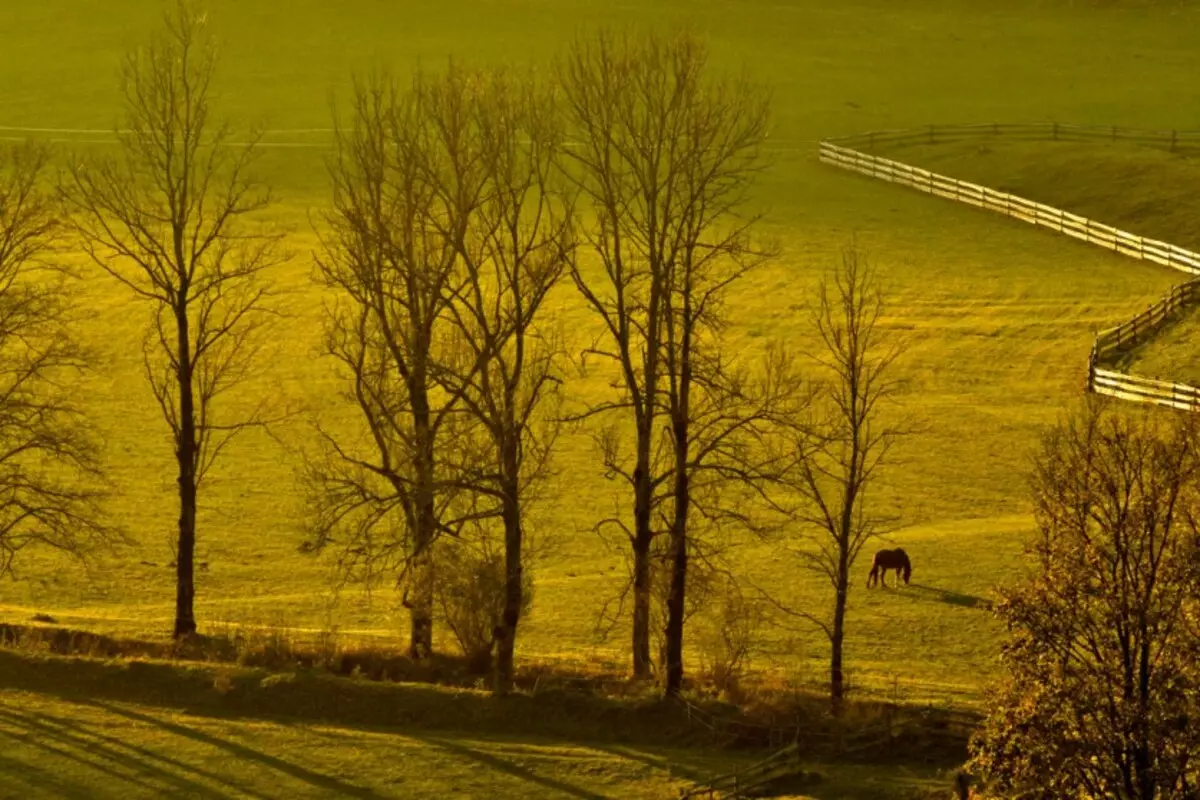 Allir unnendur landslagsmynda;)) Hestar, Field, Sunset ... 12254_15