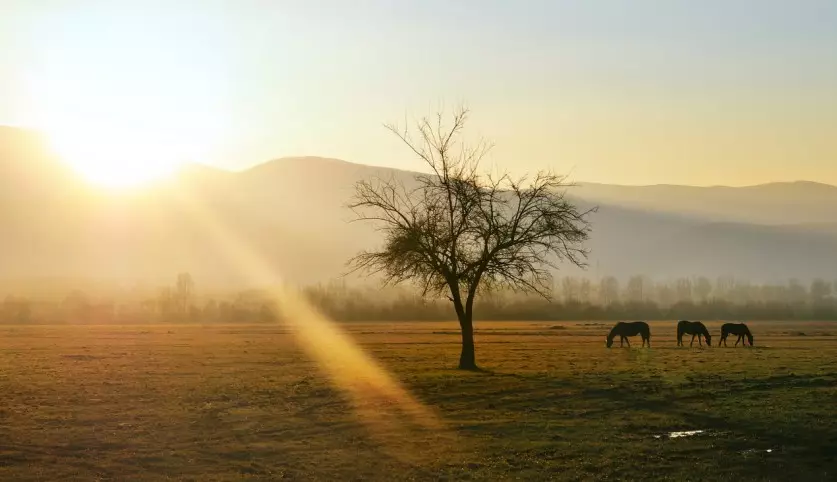 Allir unnendur landslagsmynda;)) Hestar, Field, Sunset ... 12254_18