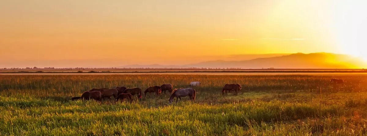 Allir unnendur landslagsmynda;)) Hestar, Field, Sunset ... 12254_21