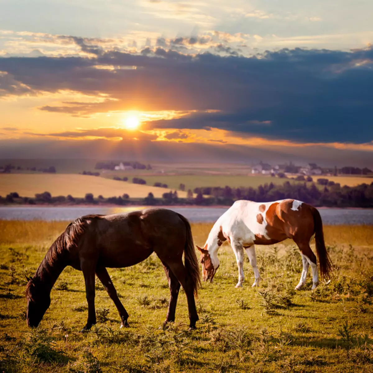 Allir unnendur landslagsmynda;)) Hestar, Field, Sunset ... 12254_3