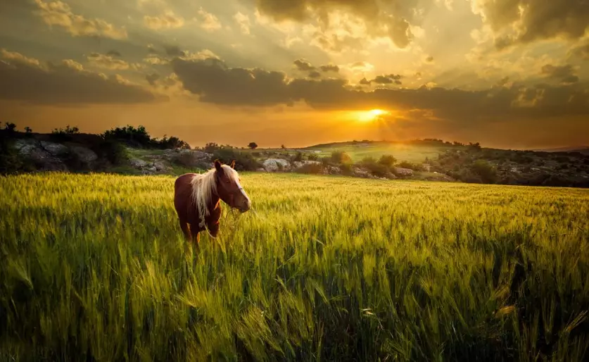 Allir unnendur landslagsmynda;)) Hestar, Field, Sunset ... 12254_8