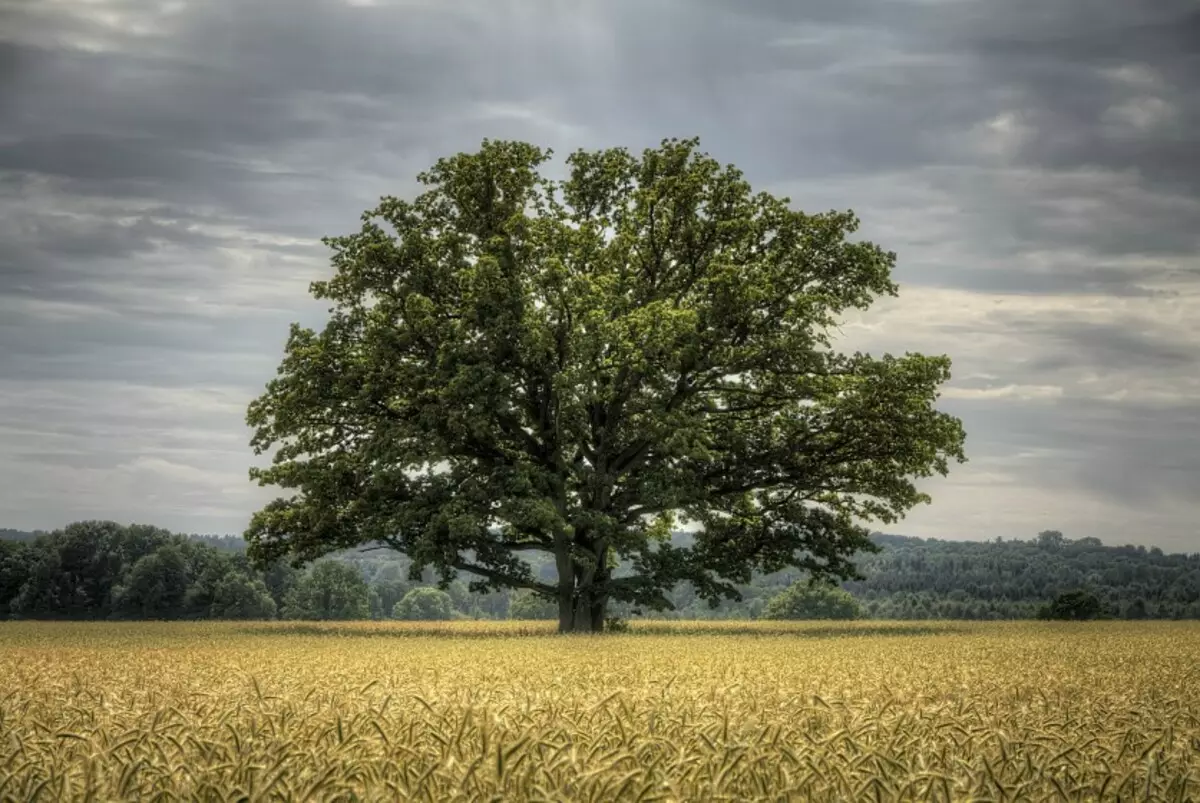 HDR tehnologiýasy tarapyndan döredilen 20 sany haýran galdyryjy suratlar 12258_19