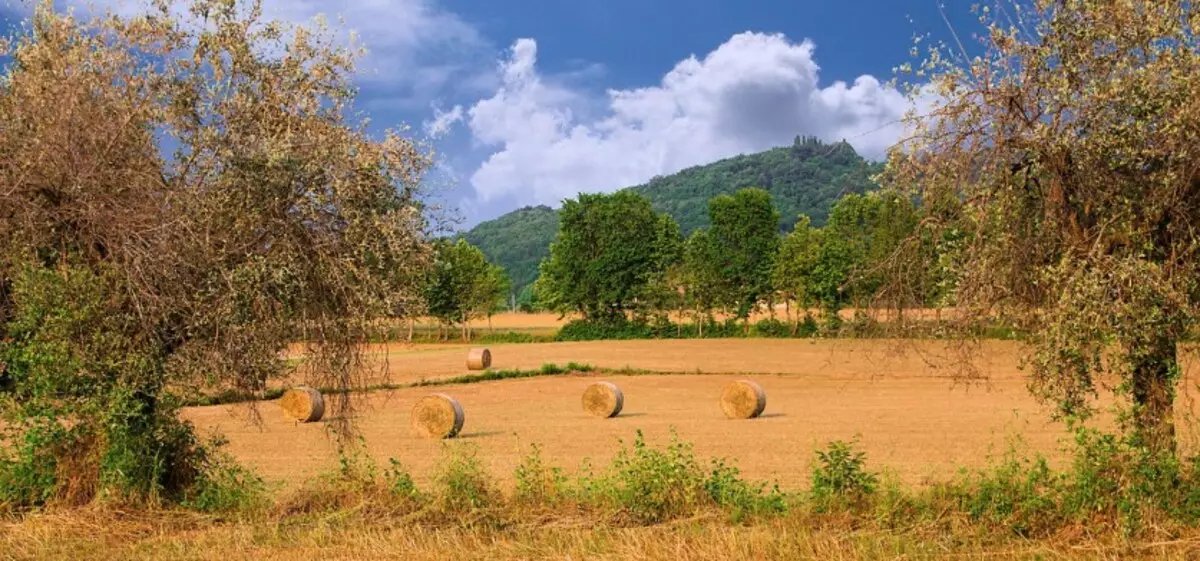 තණකොළ, රාස්ප්බෙරි හිරු බැස යන අද්විතීය සුවඳ අද්විතීය සුවඳ ... ගිම්හානය ... 12299_10