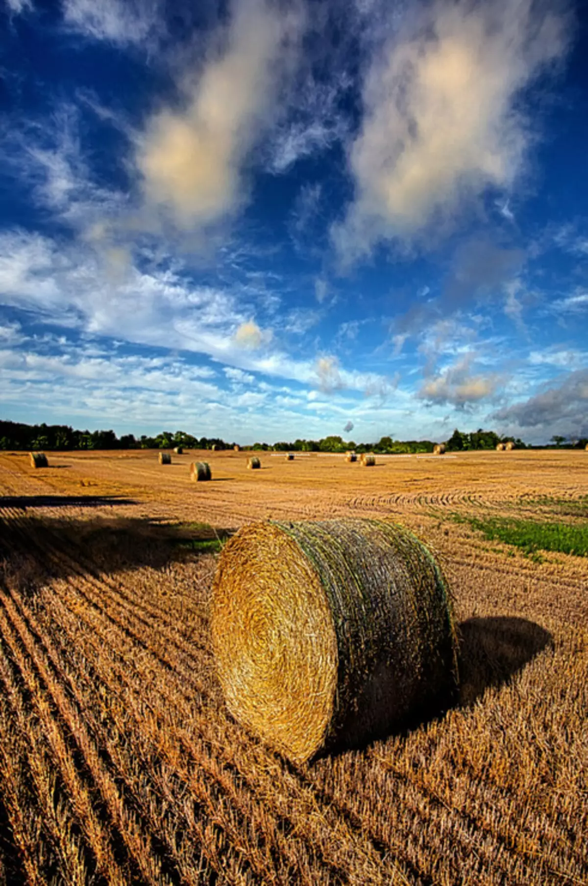 Unieke reuk van gras, framboos sonsondergang ... somer ... 12299_17