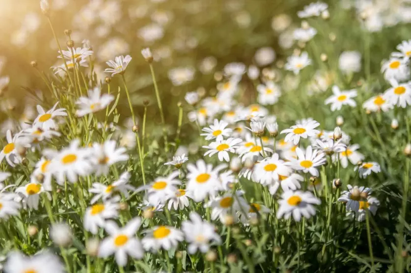 Bouquet daisies za bralce !!! Navdih;))) 12351_10