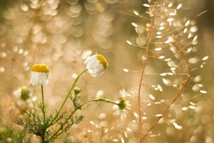 Bouquet daisies za bralce !!! Navdih;))) 12351_11