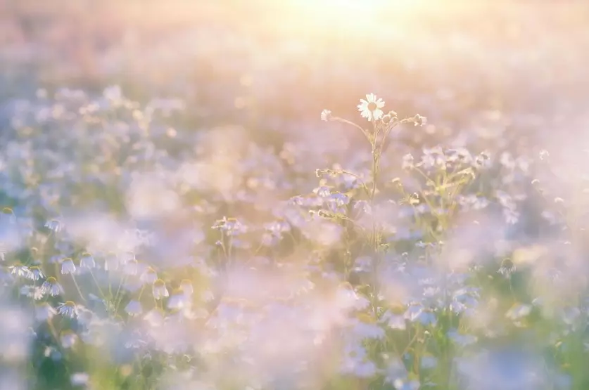 Bouquet nke daisies maka ndị na-agụ akwụkwọ !!! Gbara ume;))) 12351_12