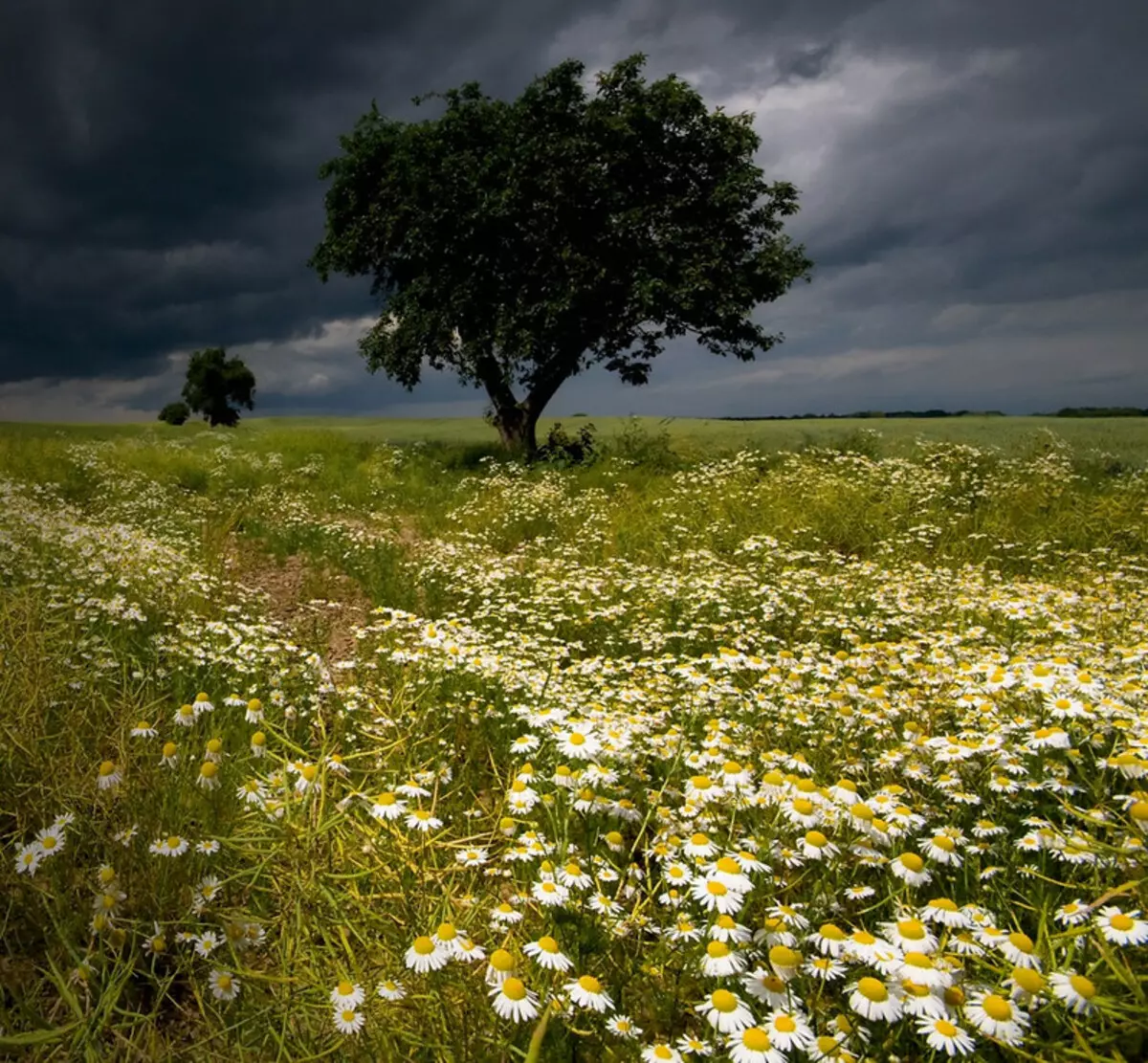 Уншигчиддаа зориулсан Daisies-ийн баглаа !!! Урам зориг өгөх;)))) 12351_15