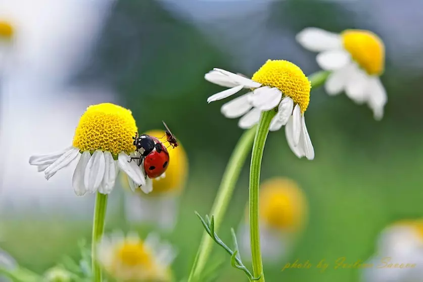 Boeket van madeliefjes voor lezers !!! Inspireren;))) 12351_16