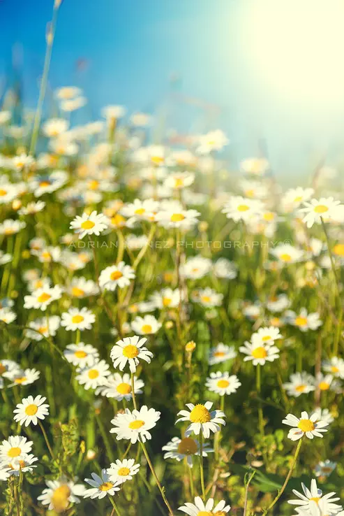 Bouquet of Daisies alang sa mga magbabasa !!! Pagdasig;))) 12351_4