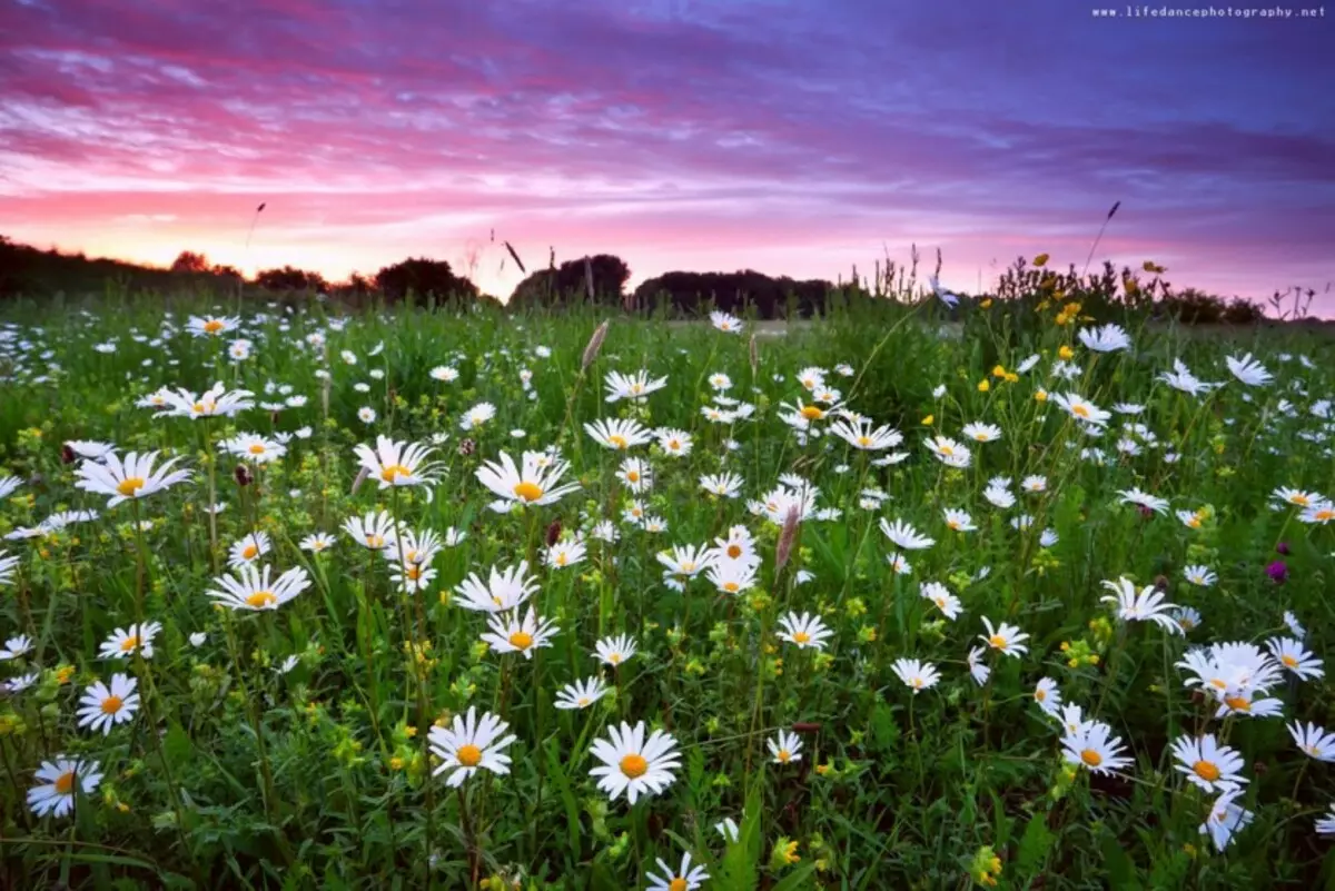 Уншигчиддаа зориулсан Daisies-ийн баглаа !!! Урам зориг өгөх;)))) 12351_7