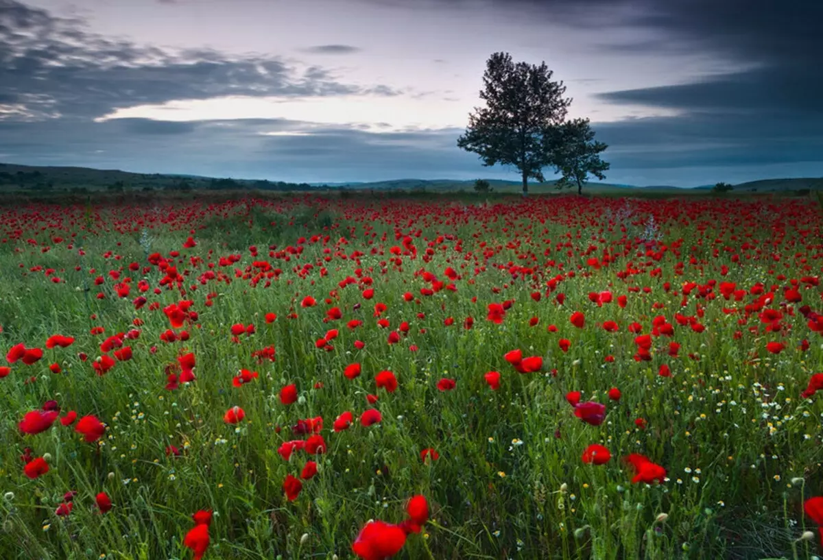 Red colors summer ... poppy fields 12431_1