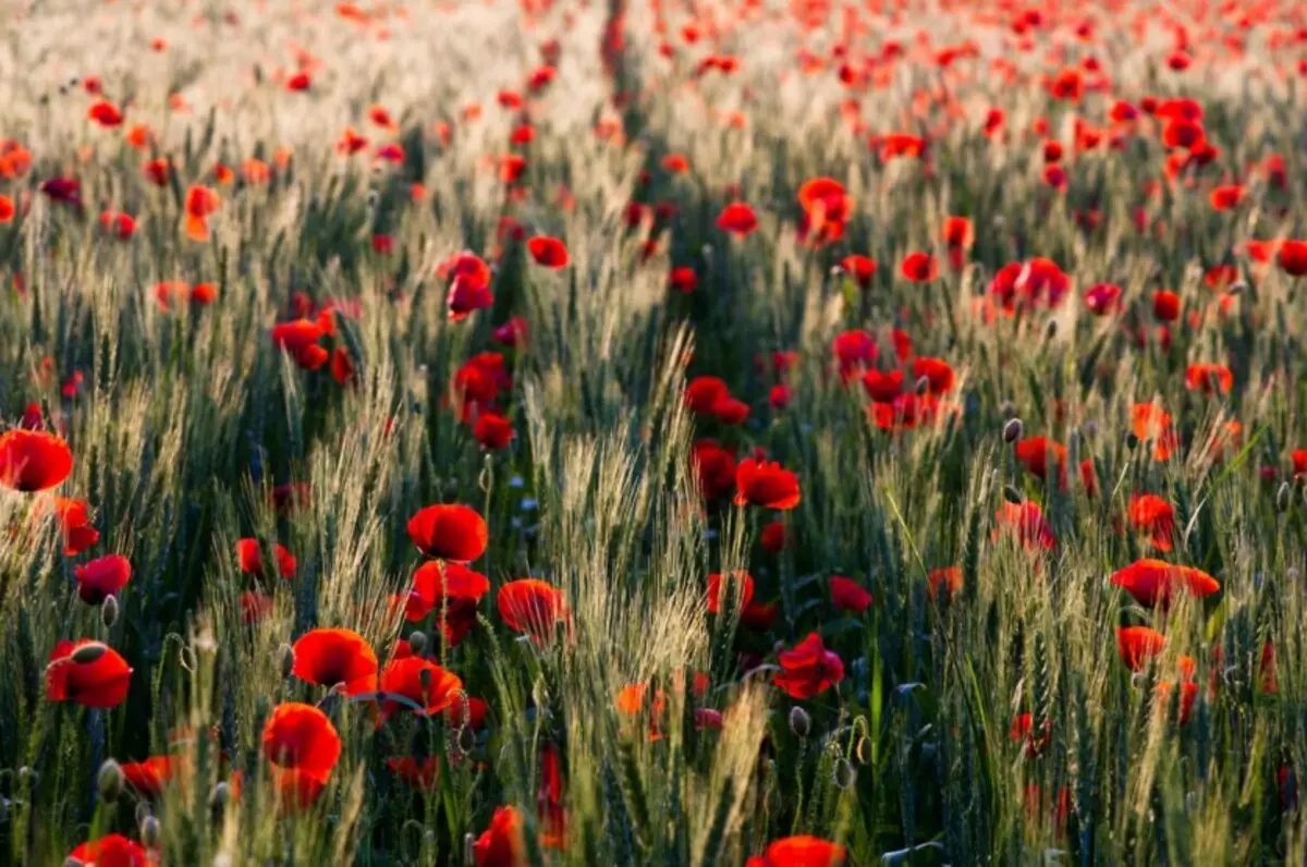 Rauður litir sumar ... Poppy Fields 12431_10