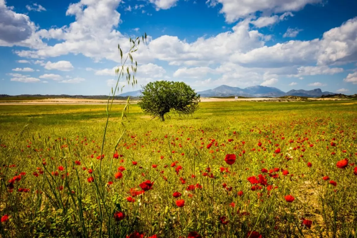 Red colors summer ... poppy fields 12431_12