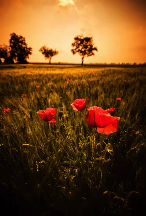 Rauður litir sumar ... Poppy Fields 12431_14