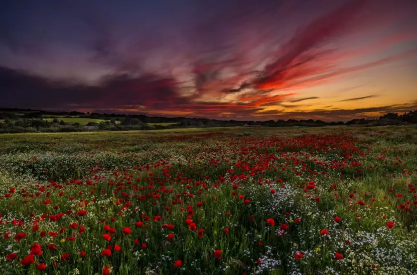 Rauður litir sumar ... Poppy Fields 12431_15