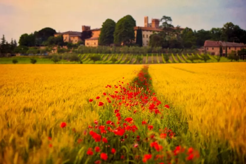 Red colors summer ... poppy fields 12431_18