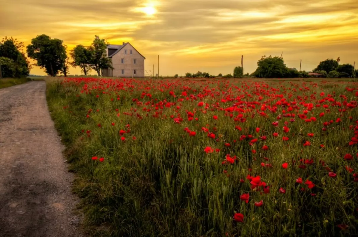 Red colors summer ... poppy fields 12431_19