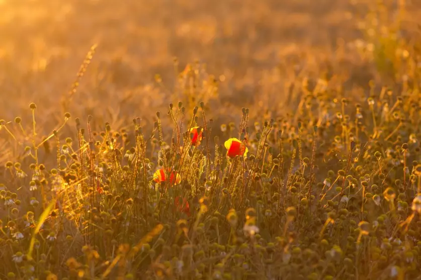 Red colors summer ... poppy fields 12431_2