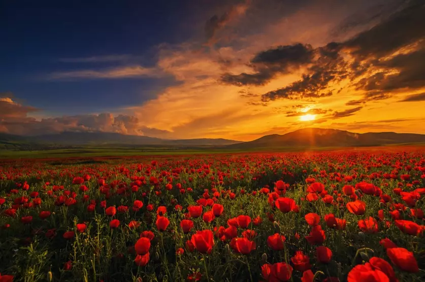 Red colors summer ... poppy fields 12431_20