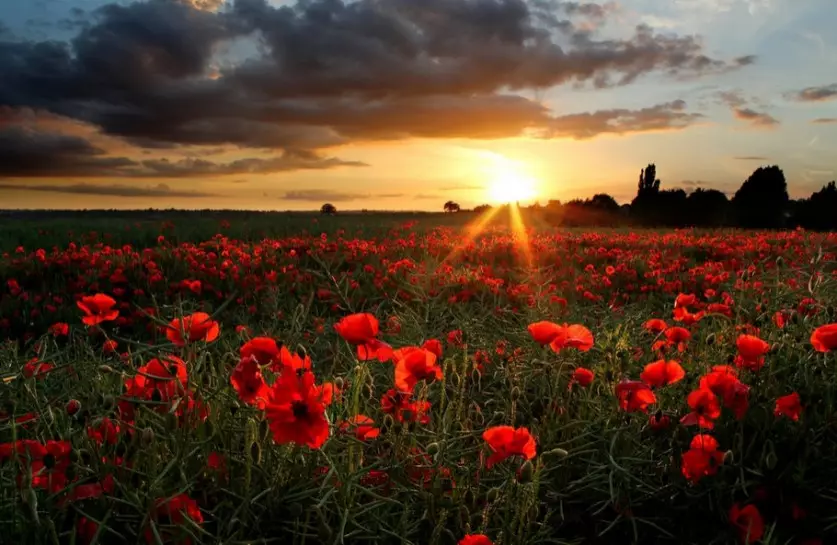 Rauður litir sumar ... Poppy Fields 12431_21