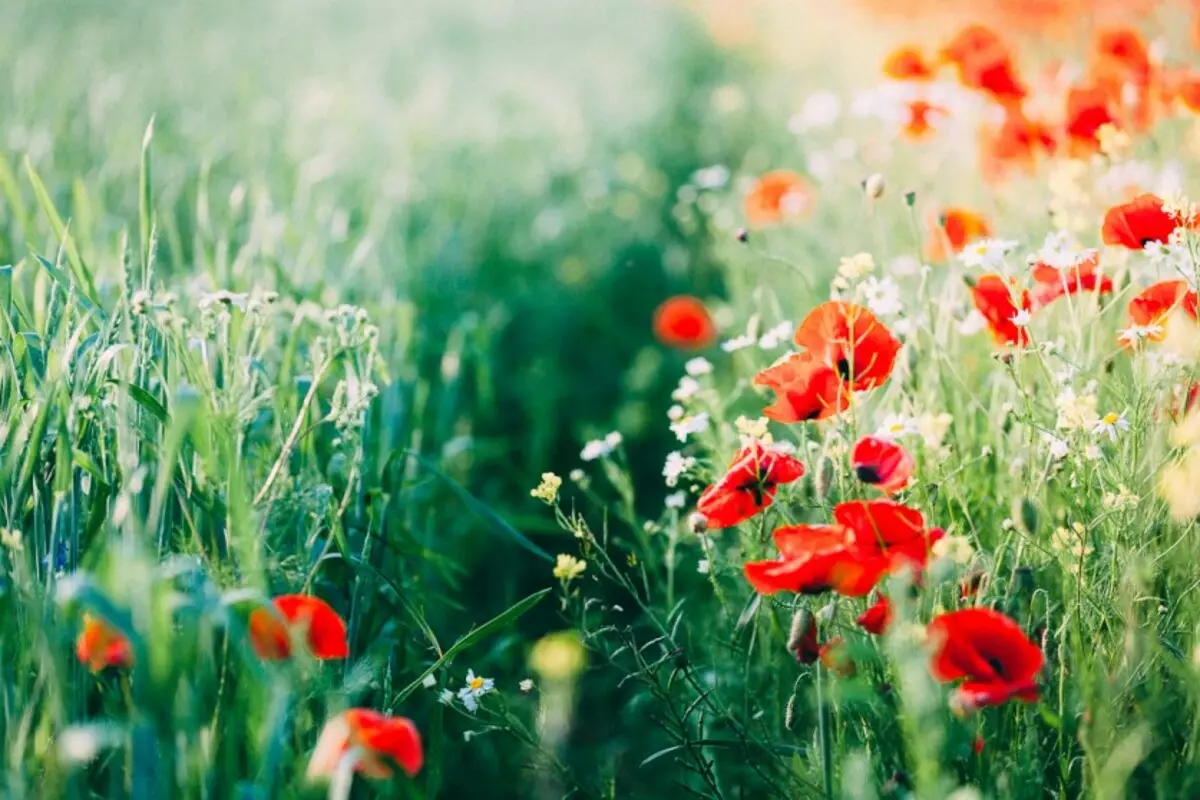 Red colors summer ... poppy fields 12431_25