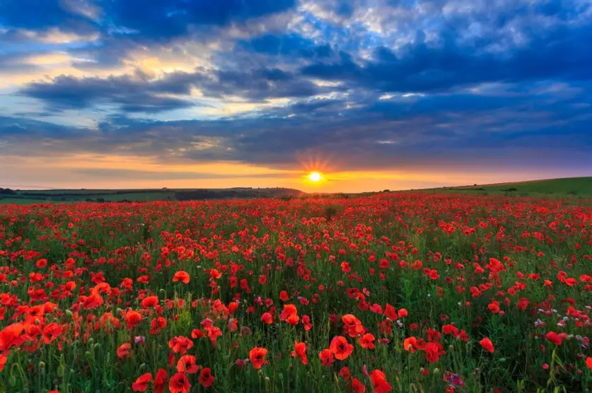 Rauður litir sumar ... Poppy Fields 12431_3