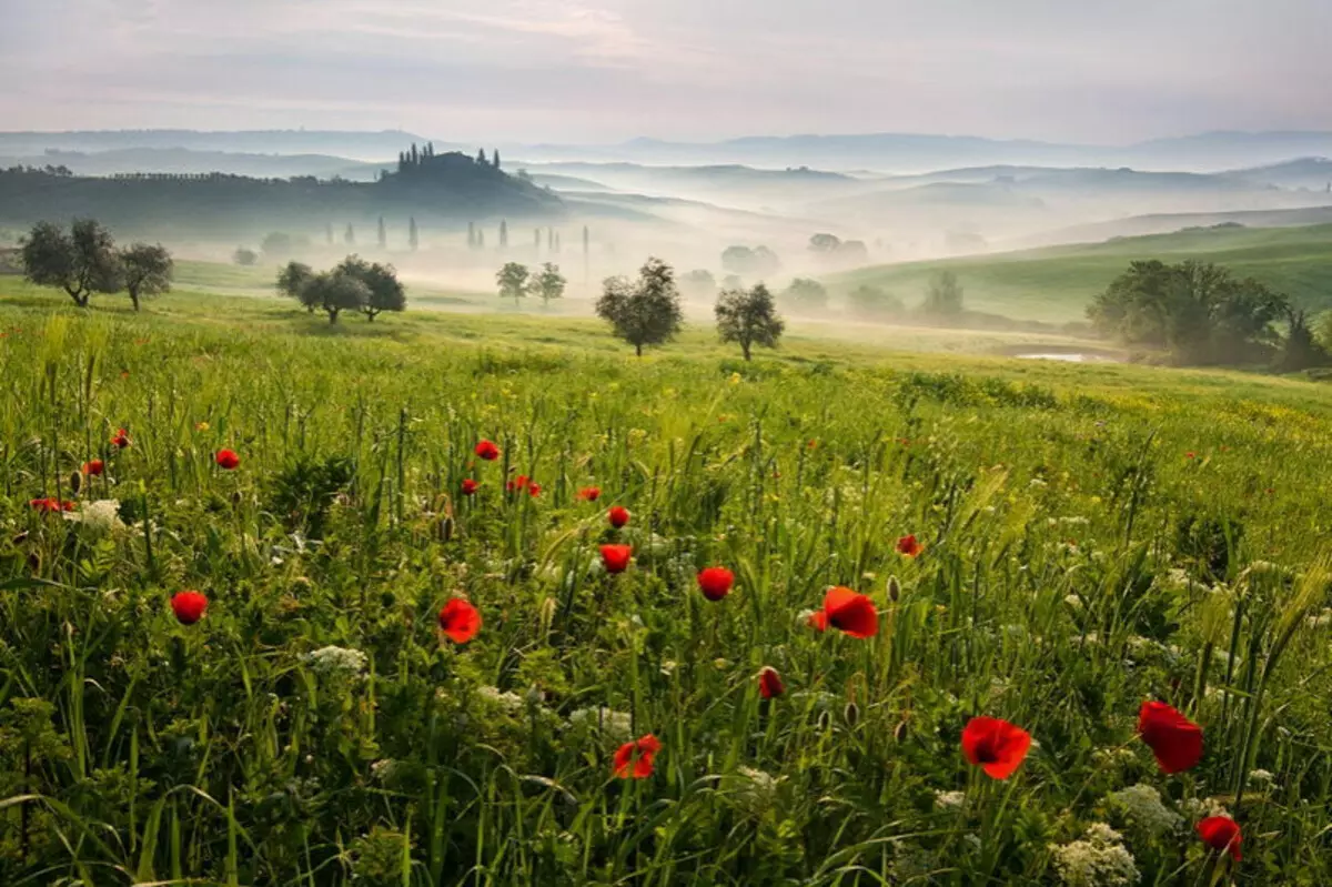 Red colors summer ... poppy fields 12431_4