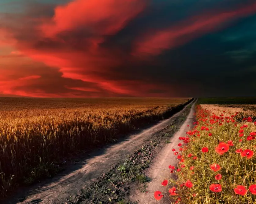 Red colors summer ... poppy fields 12431_5