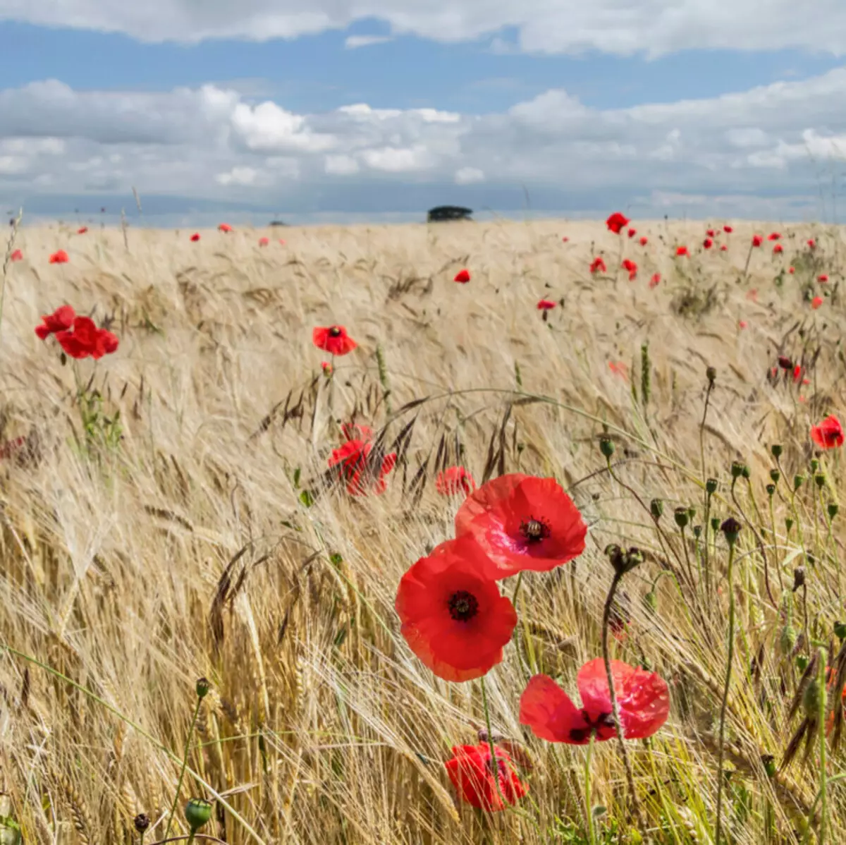 Red colors summer ... poppy fields 12431_6