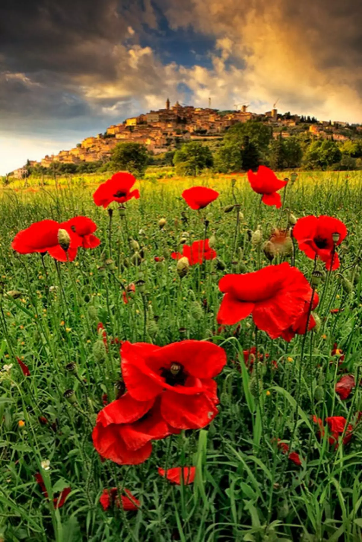 Red colors summer ... poppy fields 12431_7