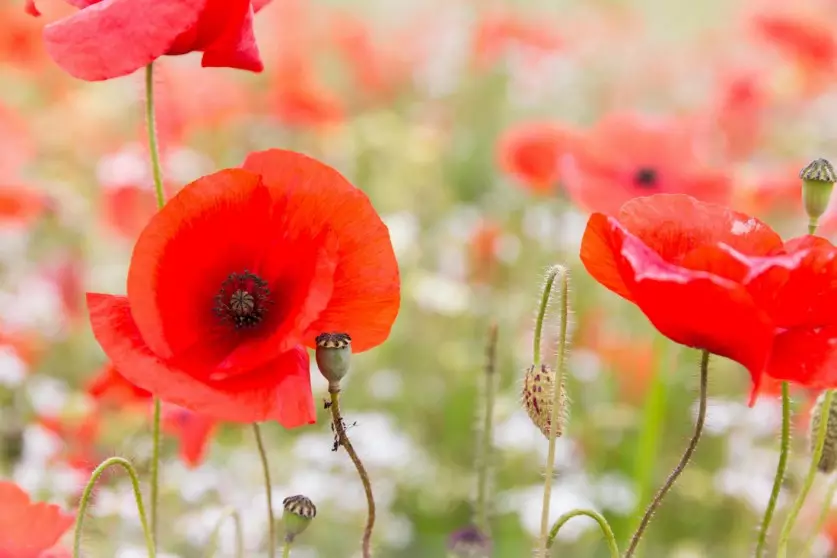 Red colors summer ... poppy fields 12431_9