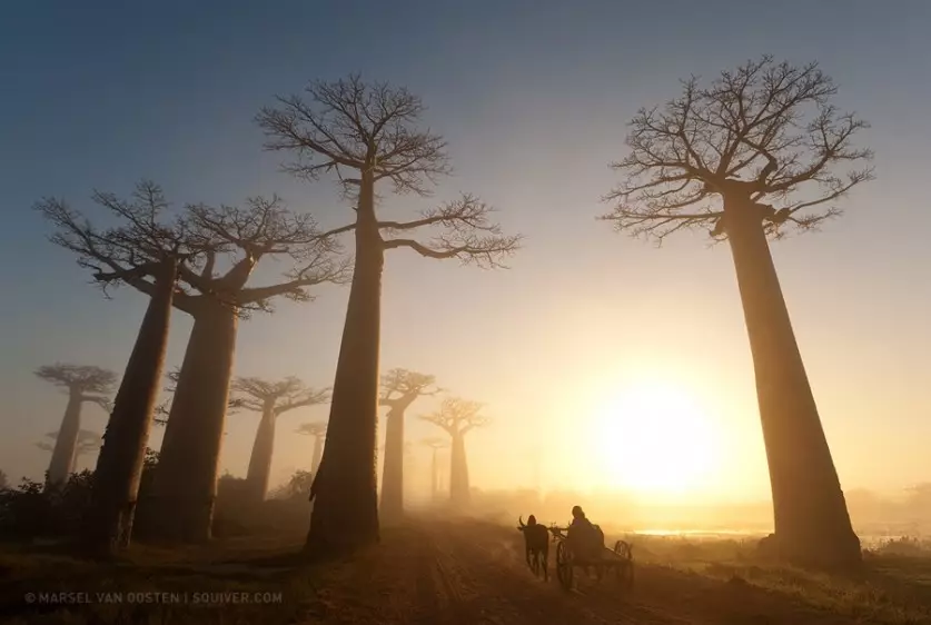 Impetus impresionante ... Foto das árbores máis exclusivas da Terra 12439_26