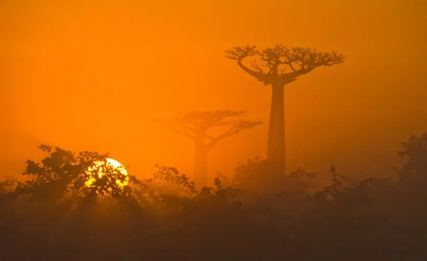 Impetus impresionante ... Foto das árbores máis exclusivas da Terra 12439_3