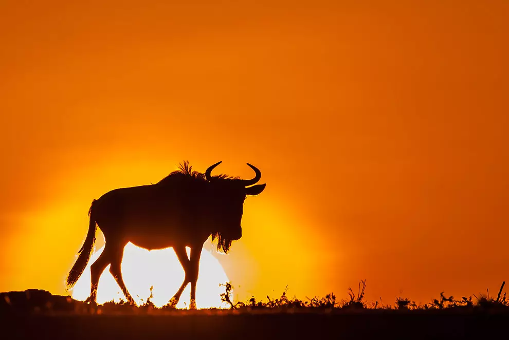 13. Silhouette de canard.