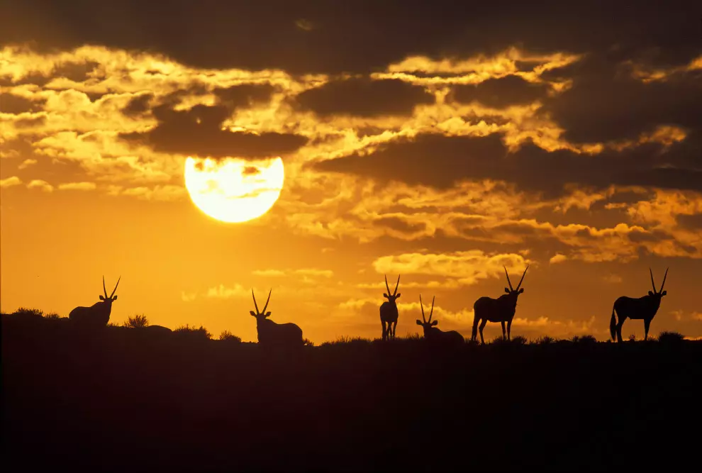 16. Silhouettes de kangourou contre le fond du soleil couchant.