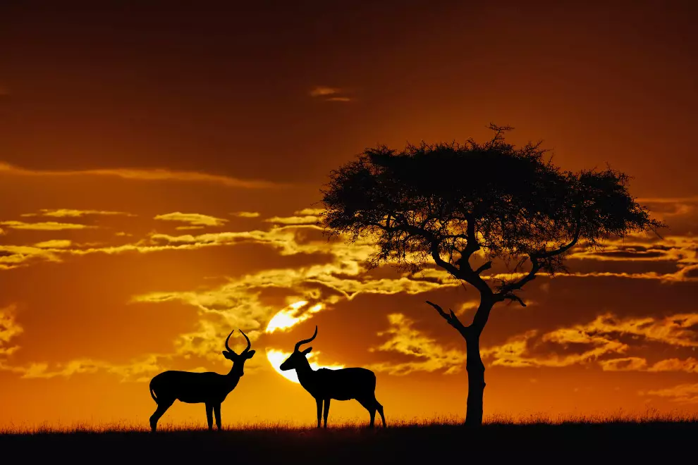 18. Silhouette de girafe à Masai Mara, au Kenya, en Afrique.