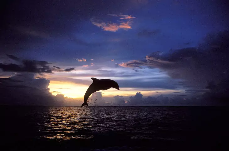 2. Deux oiseaux en Floride.