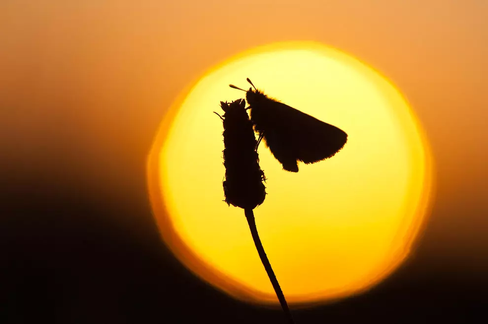 Silhouettes d'animaux