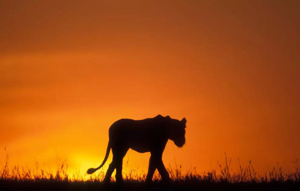 6. Cigogne au coucher du soleil.